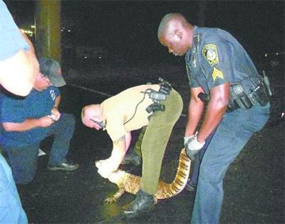 Deputies wrestle gator in Days Inn lot | News | mymcr.net