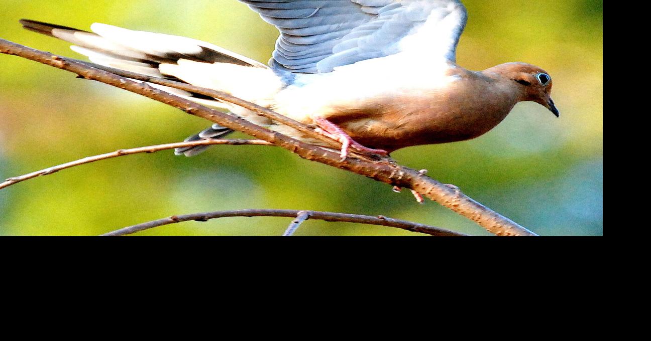 MONROE OUTDOORS: Georgia is the top dove hunting state in Southeast ...