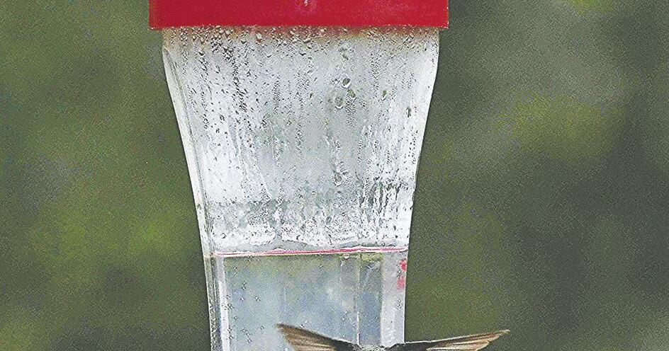 Research unlocks how hummingbirds prepare for migration | News | mymcr.net