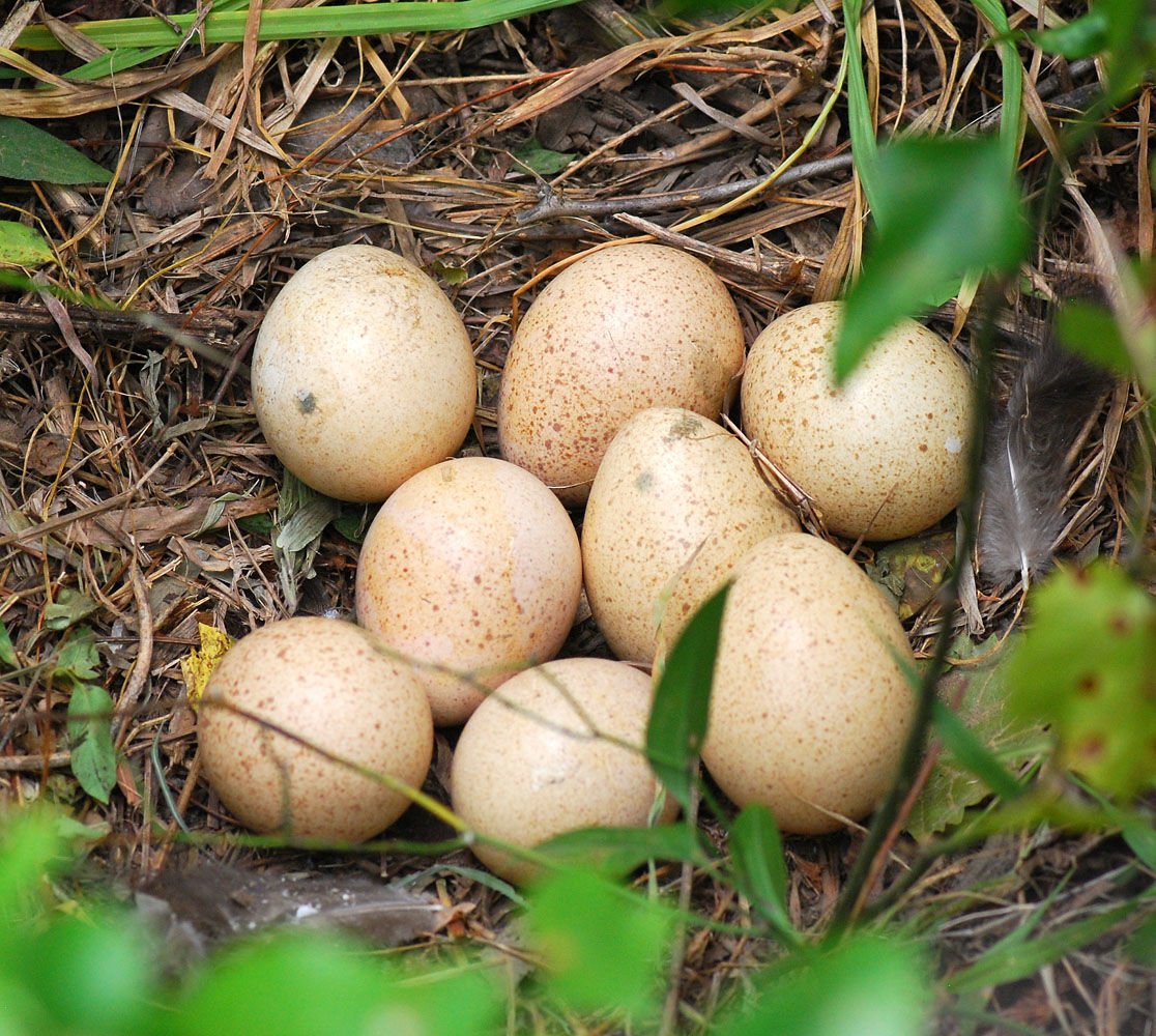 Preditor Of Wild Turkey