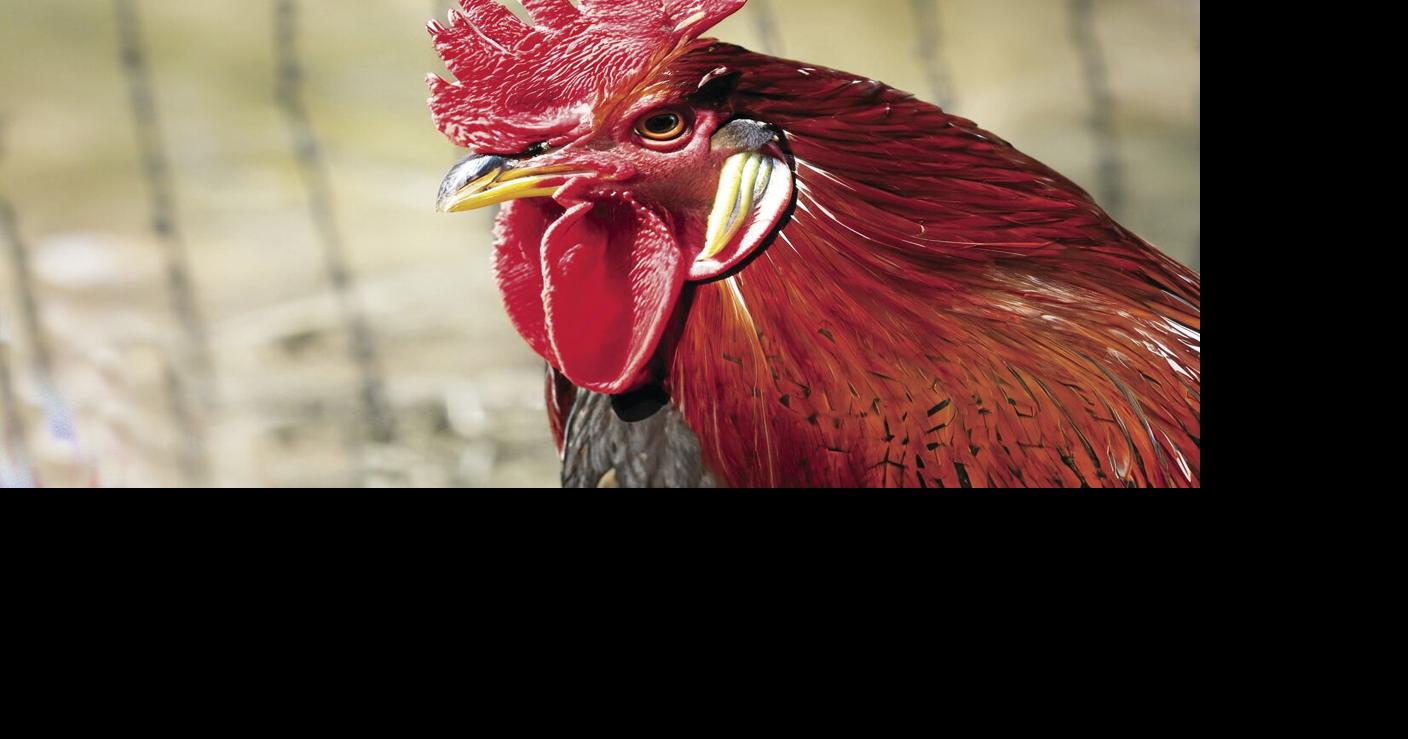 Barnyard bully meets his match | News | mymcr.net