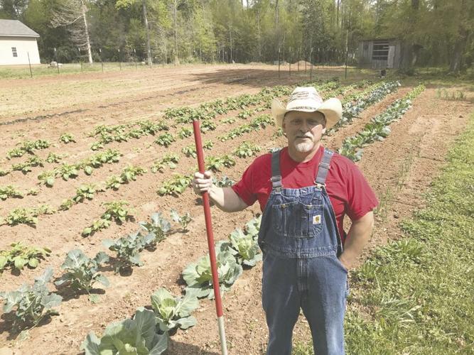 Seventeen casualties so far in Judge Wilder’s War on Skunks | News ...