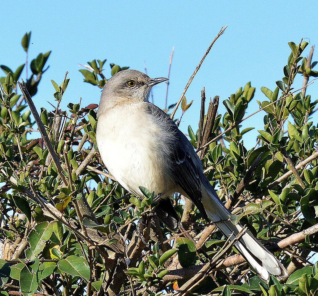 MONROE OUTDOORS: So why do mockingbirds flash their wings? | Our ...