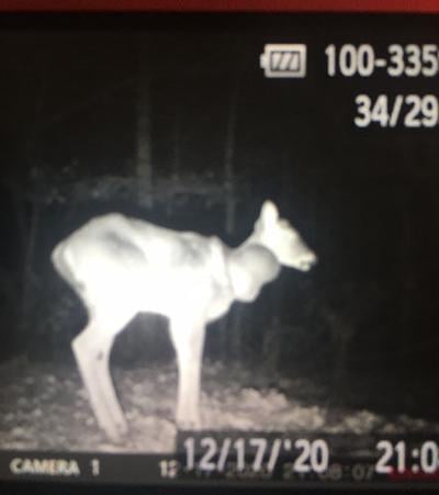 MONROE OUTDOORS: Report unusual things, like this local deer’s tumor ...