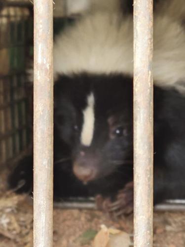 Seventeen casualties so far in Judge Wilder’s War on Skunks | News ...