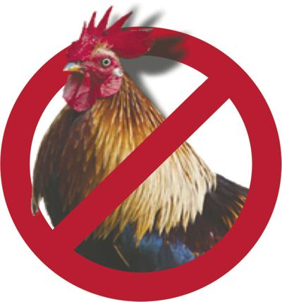 COCKADOODLE-DON'T: Local runs a-fowl of rooster ban | News | mymcr.net