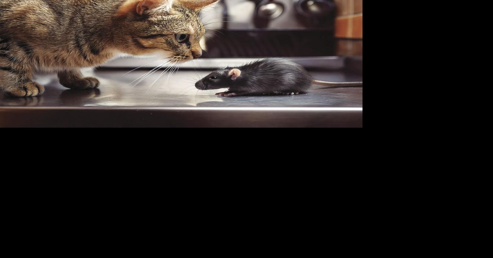 REECE’S PIECES: The age-old war of Cats vs. Rats | News | mymcr.net