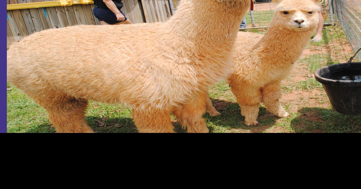 Alpacas gain place in Monroe farming community | News | mymcr.net