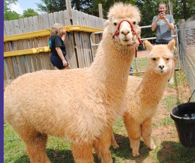 Alpacas gain place in Monroe farming community | News | mymcr.net