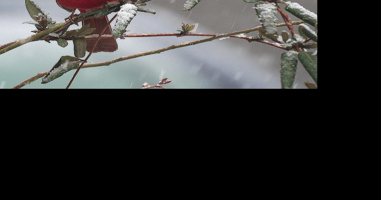 Join the Christmas bird count on Dec. 18 | News | mymcr.net