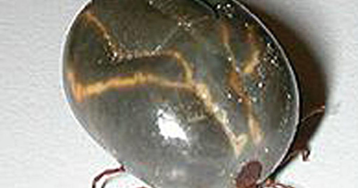 This really sucks: New tick invading the South | News | mymcr.net