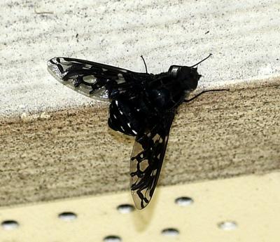 bee fly black