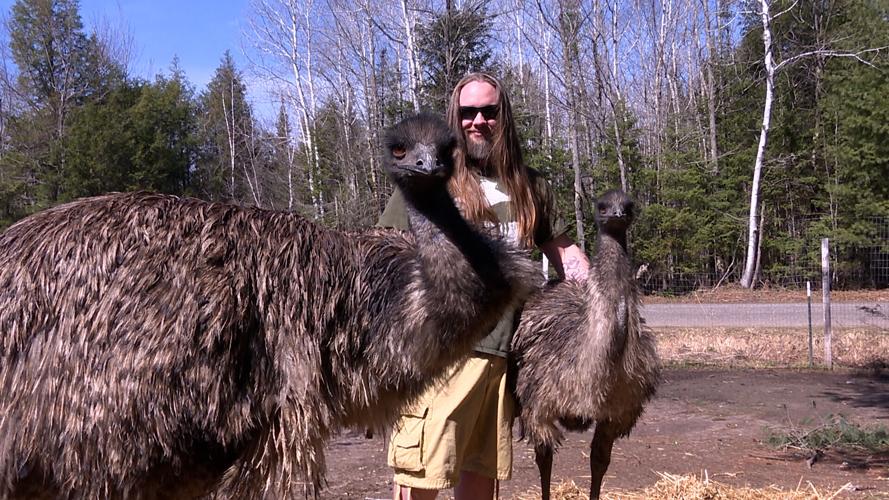 Emu escapes and returns home, but not before crossing paths with off ...