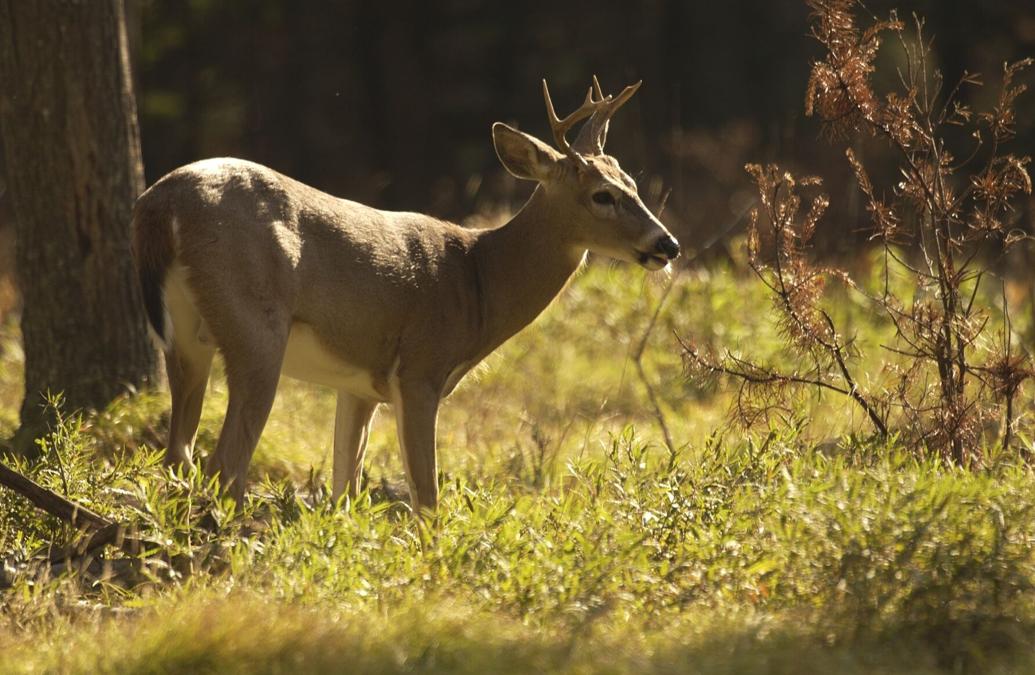 MDNR: What you need to know for the 2025 deer hunting season in the UP ...