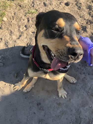 Mia: The Pet of the Week | Local News | myupnow.com