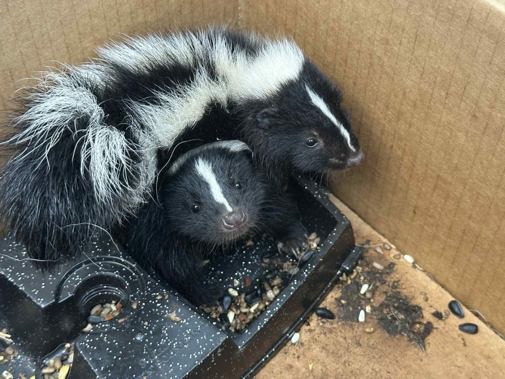 Baby skunks left outside closed U.P. humane society during heat wave ...