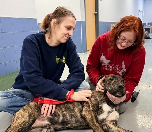 Three-month-old emergency rescue dogs available for adoption at UPAWS ...