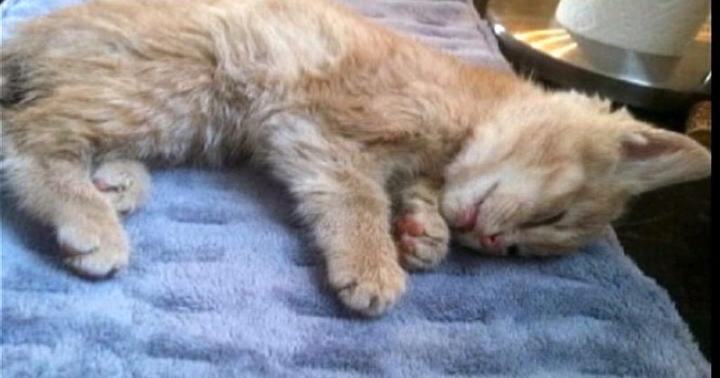 Two kittens perish after left freezing outside animal shelter | Local ...