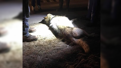 Car hits giant male wolf outside city | Local News | myupnow.com