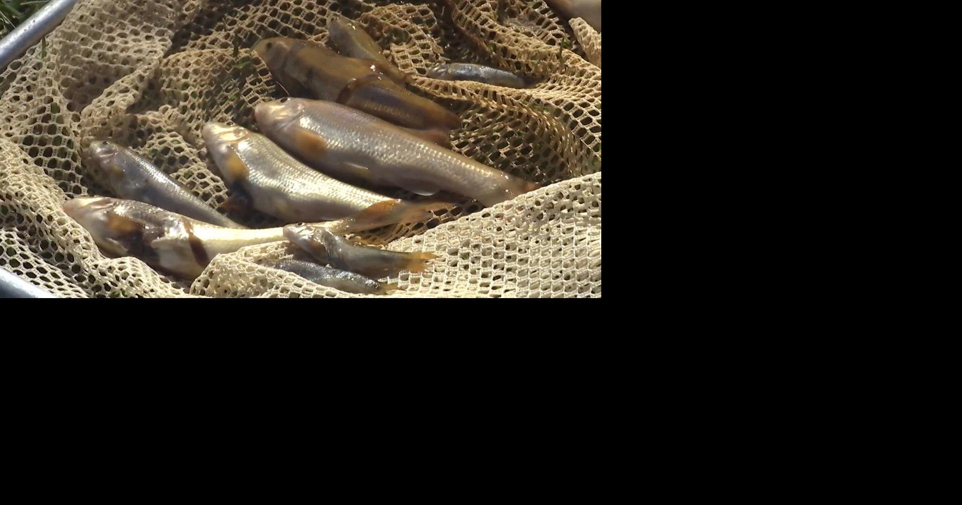 DNR: Spring fish kills normal after harsh Michigan winter | Lifestyle ...