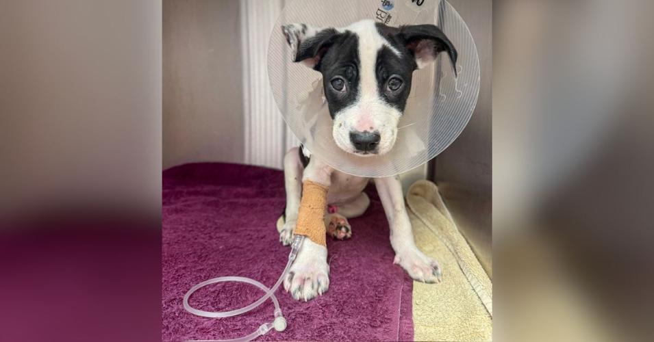 UPDATE: UPAWS seeks support during around-the-clock parvo puppy care ...