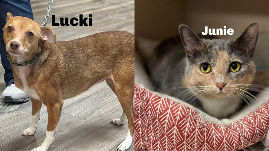 Delta Animal Shelter's March Pets of the Month: Lucki and Junie | My UP ...