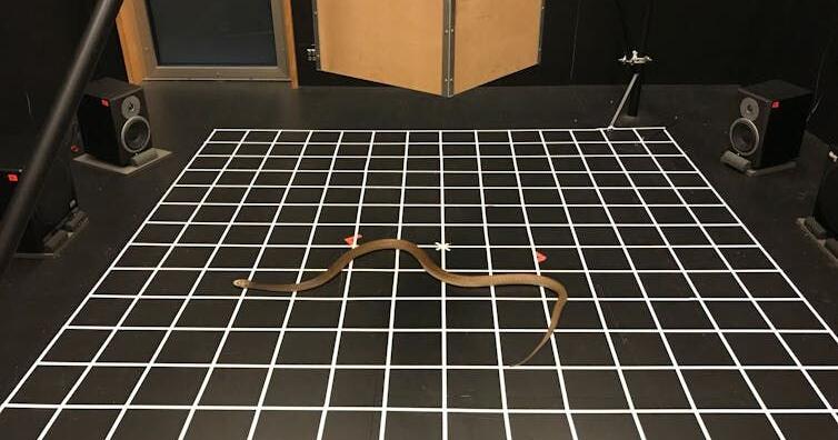 Snakes can hear you scream, new research reveals | | myupnow.com