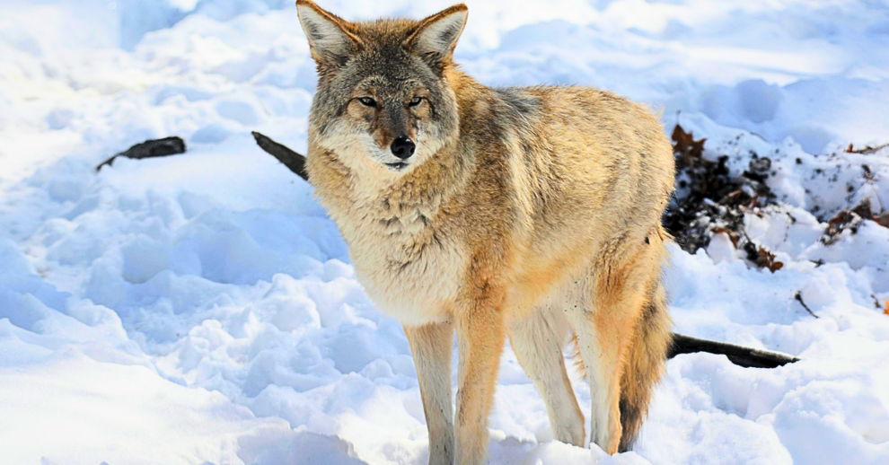 It just got easier to kill coyotes in Michigan year-round | News ...