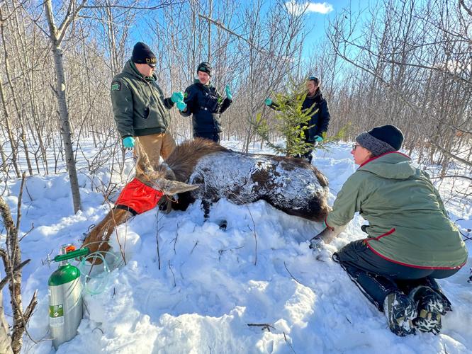 Up-close views of the DNR's moose study updates | News | myupnow.com
