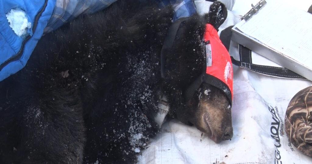 Bear den checks with the DNR | Local News | myupnow.com