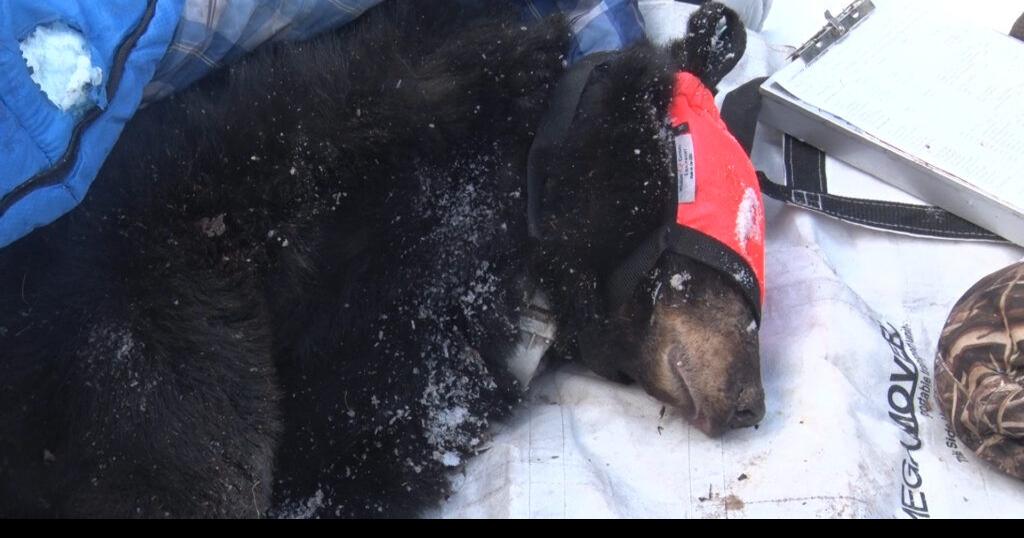 Bear den checks with the DNR | Local News | myupnow.com
