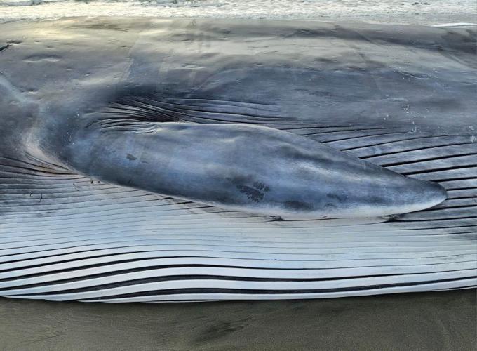 Photos: Massive endangered whale washes up on Oregon shore | | myupnow.com