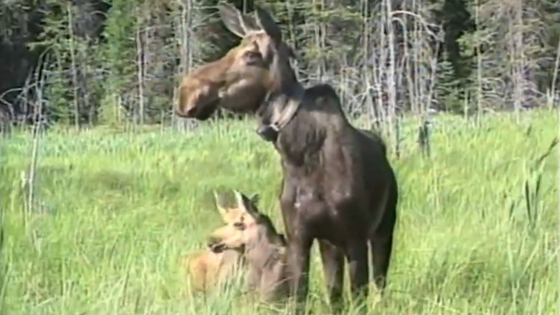 Moose mortality study begins to shed light on mystery of stagnating ...