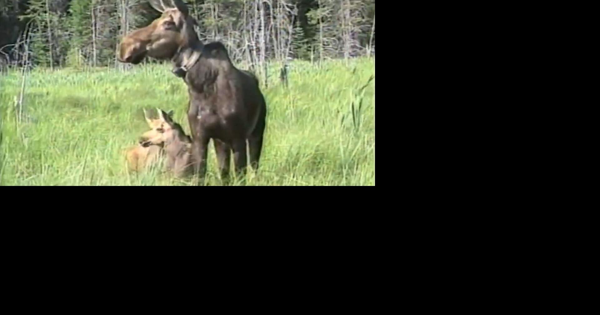 Moose mortality study begins to shed light on mystery of stagnating ...