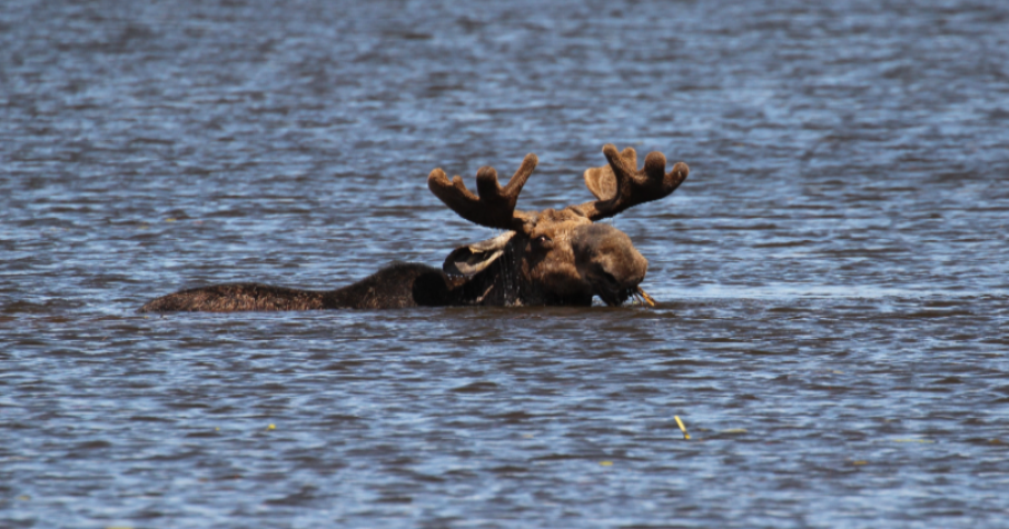 Winter Study reports possible boom for moose population | Technology ...