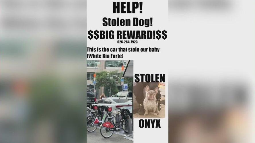 Video: Woman clings to suspect’s car after French bulldog stolen in Los ...