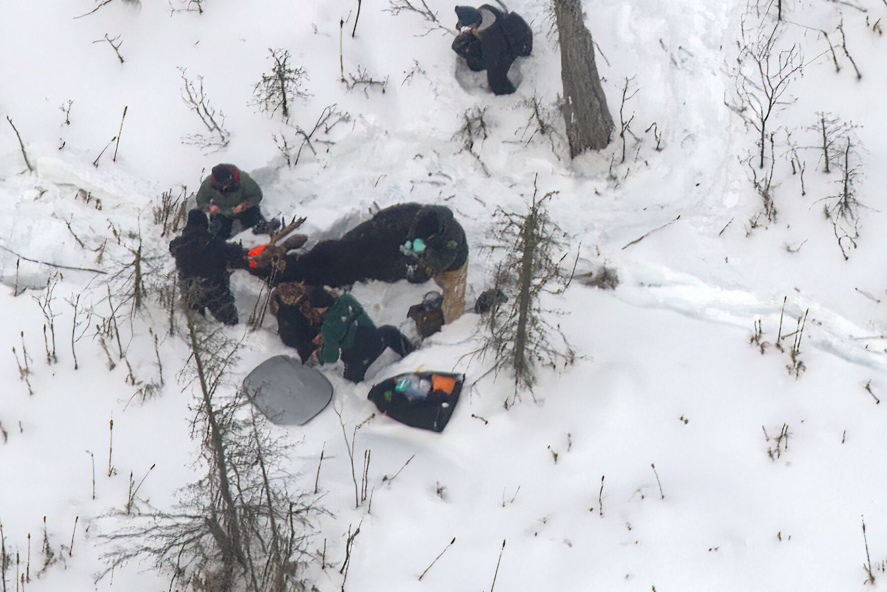 Up-close views of the DNR's moose study updates | News | myupnow.com