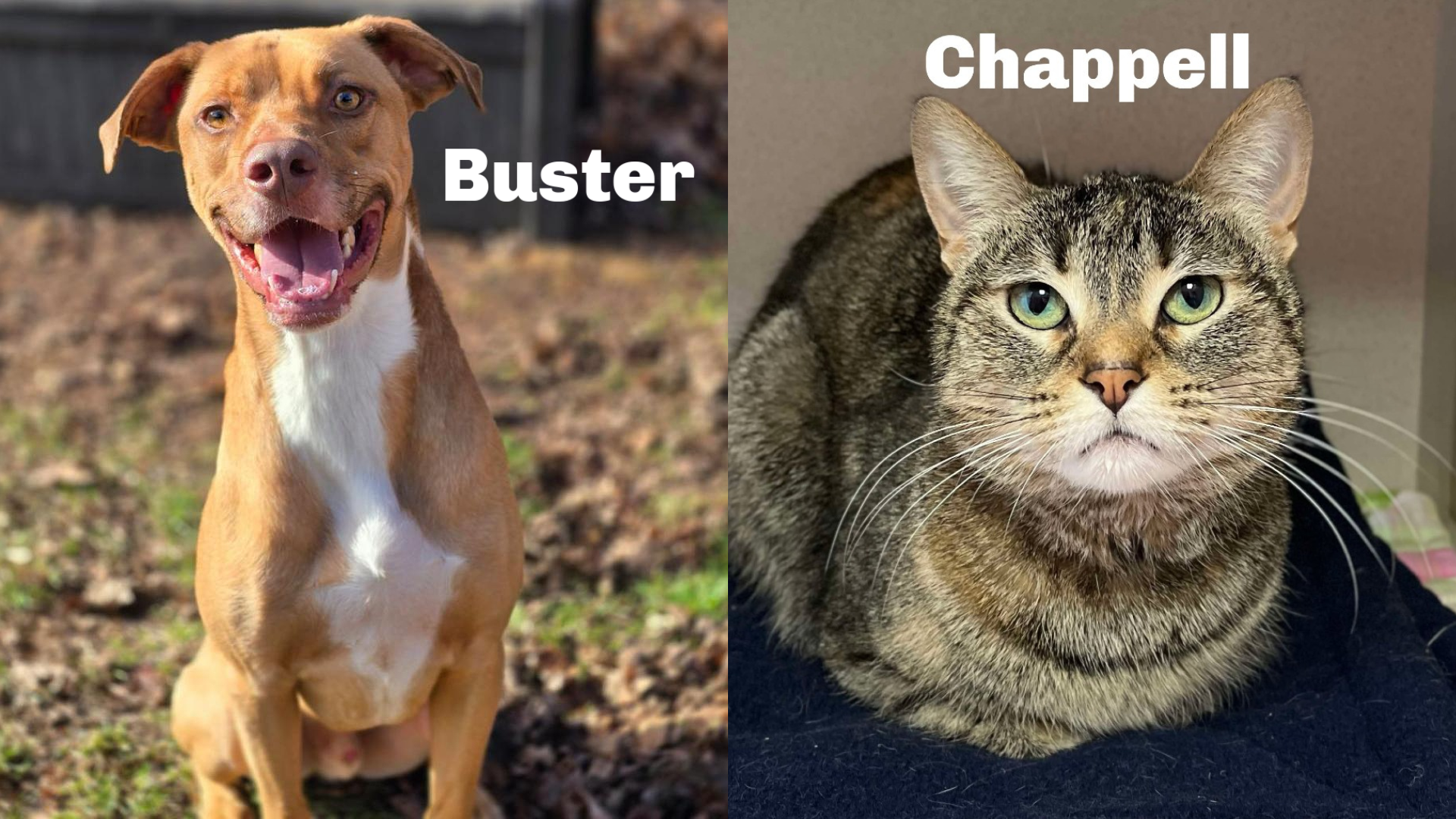 Meet Delta Animal Shelter's April Pets of the Month: Buster and ...