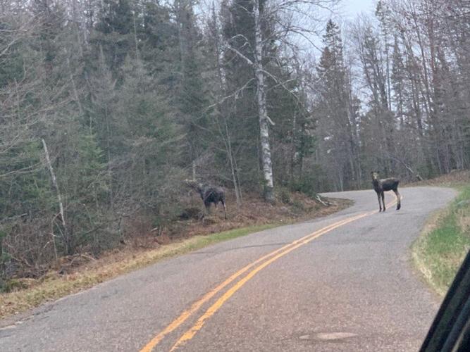 Moose sighting: Have you seen any? | Local News | myupnow.com