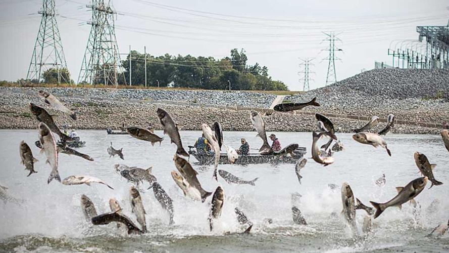 Pritzker delays $1.2B invasive carp project over concerns Trump won't ...
