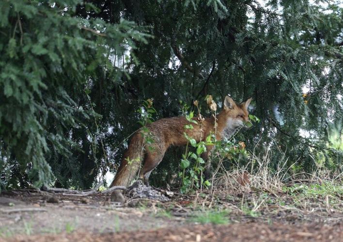 Fox captured after biting multiple people on Capitol Hill | | myupnow.com