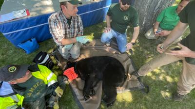 DNR relocates 150-pound black bear from Mt. Pleasant neighborhood ...