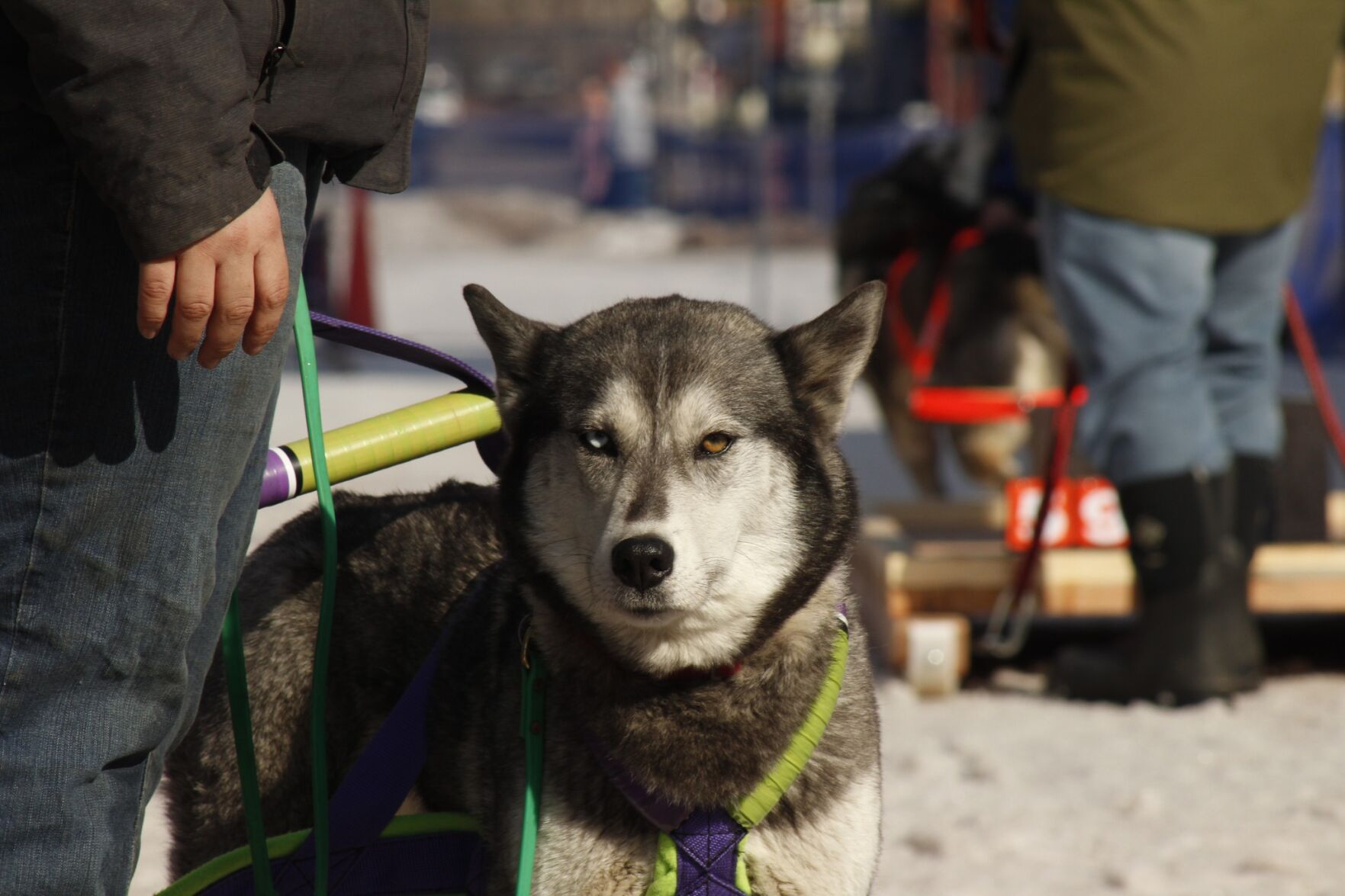 CopperDog weekend offers attendees a chance for pet pups to try being a ...