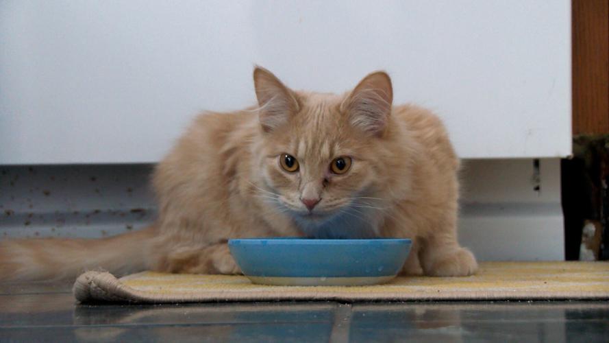 Meet Dexter: a furry friend, beloved companion and - potentially ...