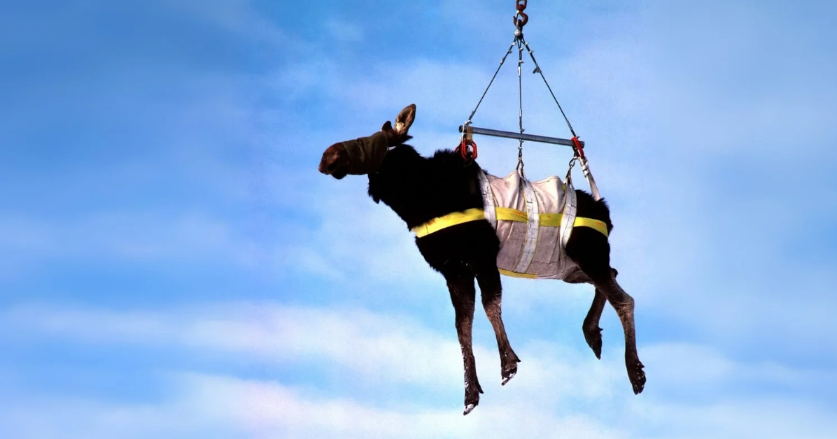 Why these Yooper moose fly, and what's on the horizon for DNR in the UP ...