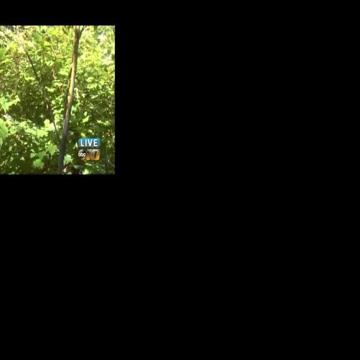 Hunting license fee increases help improve forest habitats | Local News ...