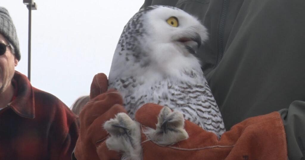 Rehabbed Snowy Owl released | Local News | myupnow.com