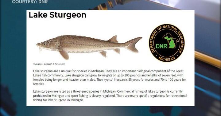 Lake sturgeon releases add nearly 20,000 fish to Michigan waters ...
