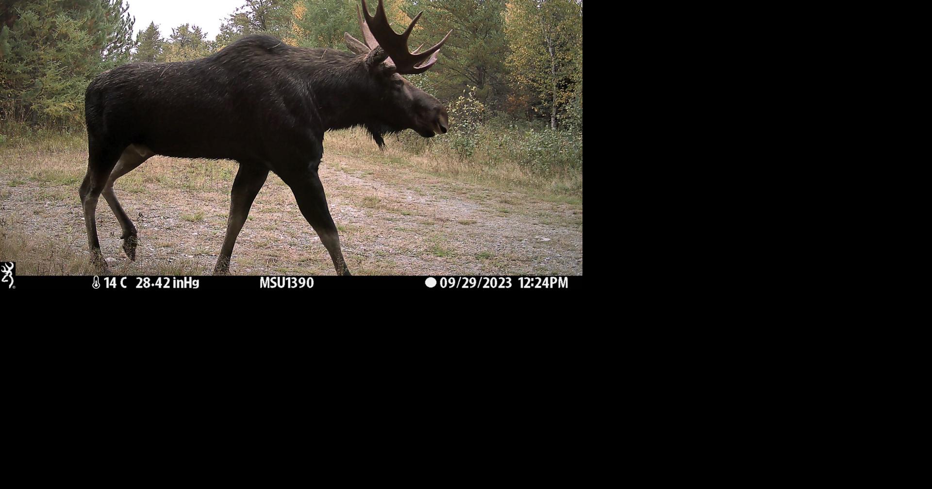 DNR explains how they collar moose in recently-launched study update ...