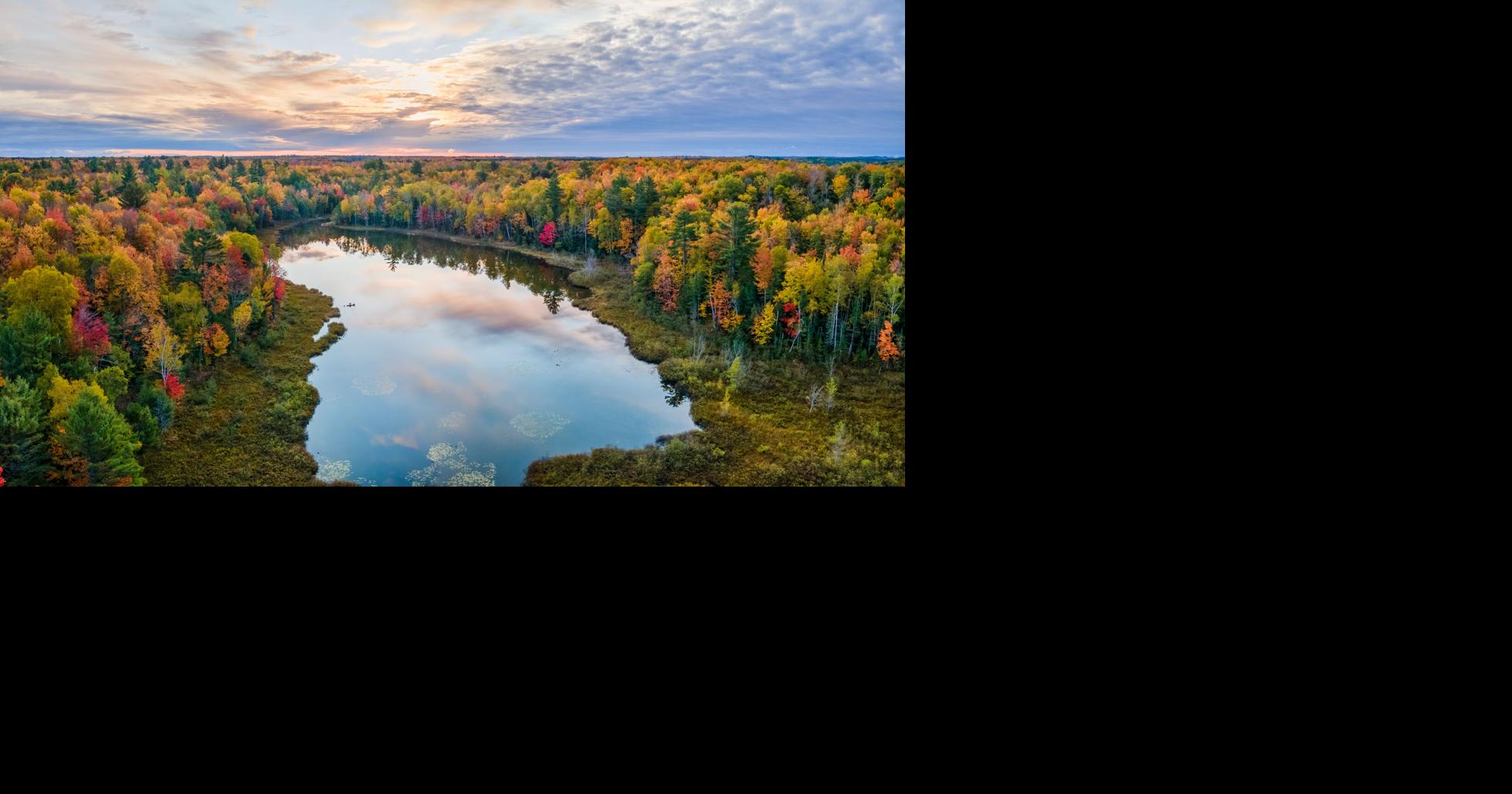 Collect wood from state-managed land with new fuelwood permit | News ...